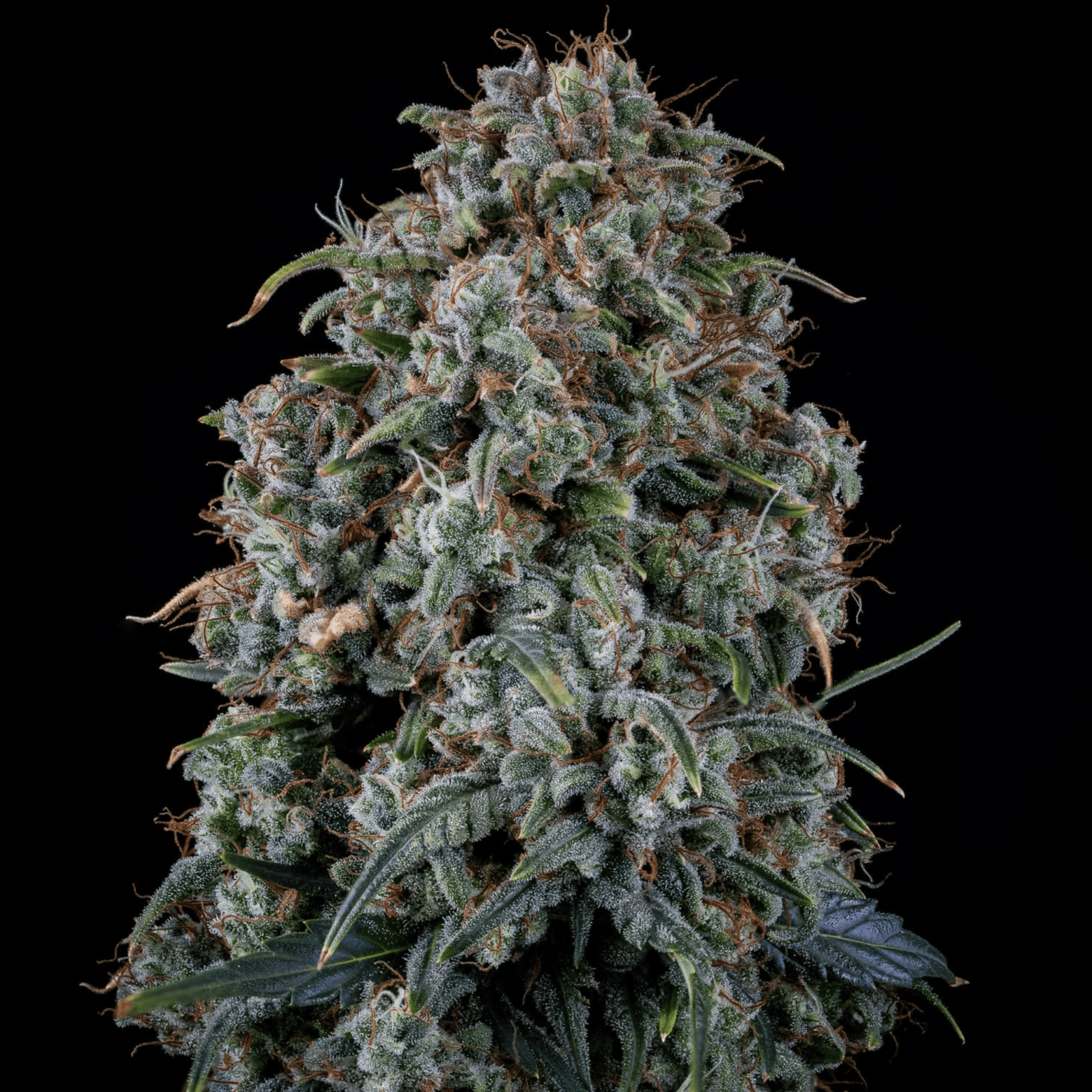 Alien vs Triangle Auto Seeds: Shop Now at D.C. Seed Exchange