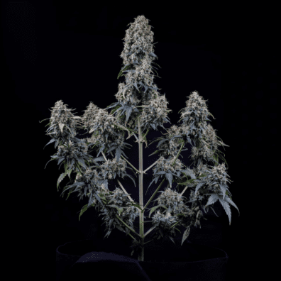 Alien vs Triangle Auto Seeds: Shop Now at D.C. Seed Exchange