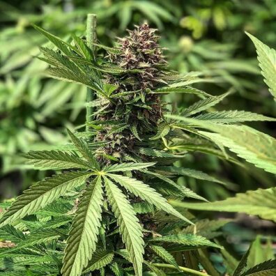 Anvil F9 Auto 3 Seeds: DC Seed Exchange