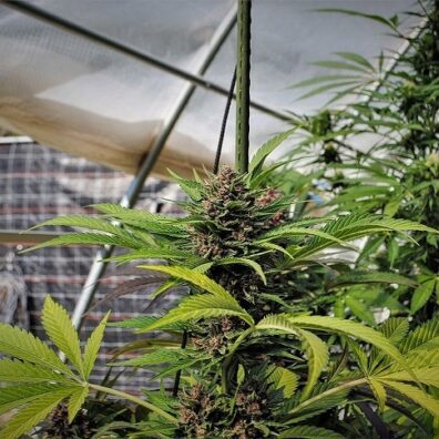 Anvil F9 Auto 3 Seeds: DC Seed Exchange