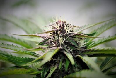 Anvil F9 Auto 3 Seeds: DC Seed Exchange