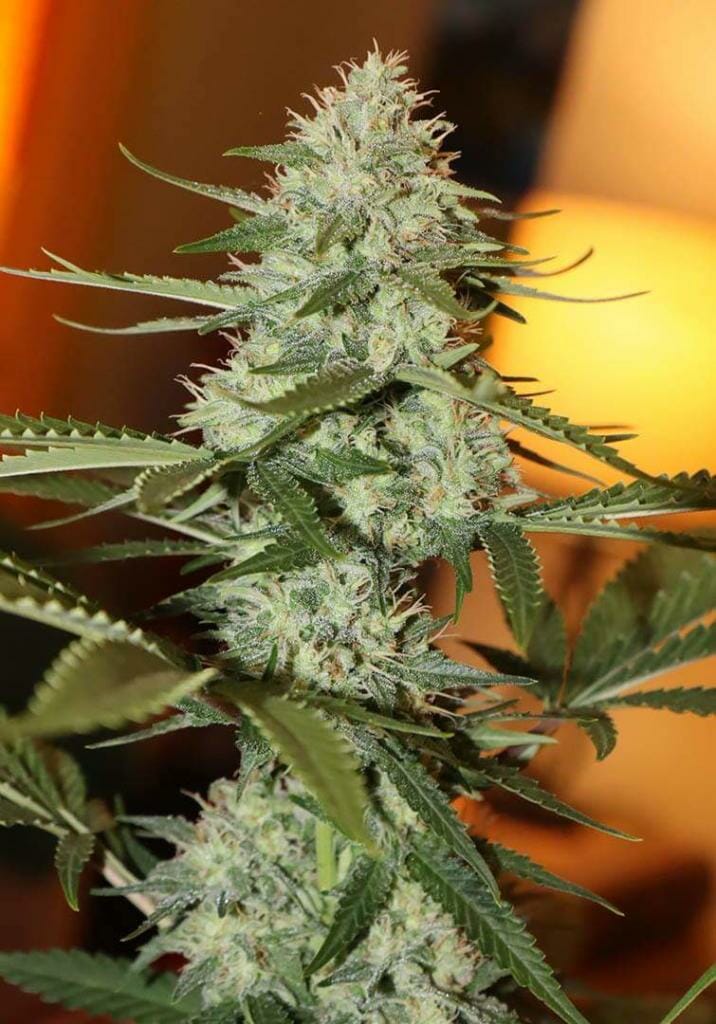Princess Haze Feminized Seeds: Buy Now from DC Seed Exchange