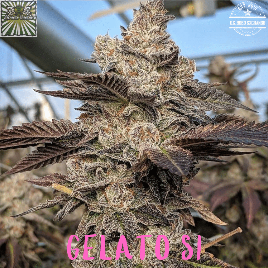 Gelato S1 Feminized Seeds: Buy Gelato 41 Strain at DCSE