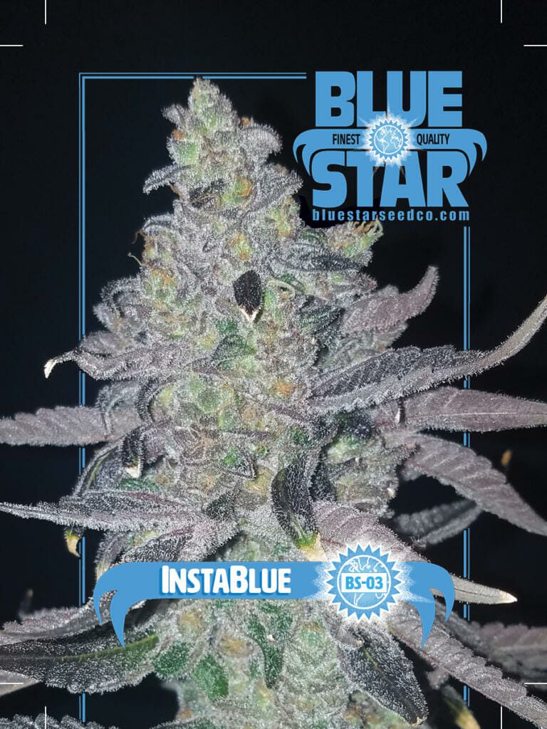 Blue Star Seed Co Archives - DCSE