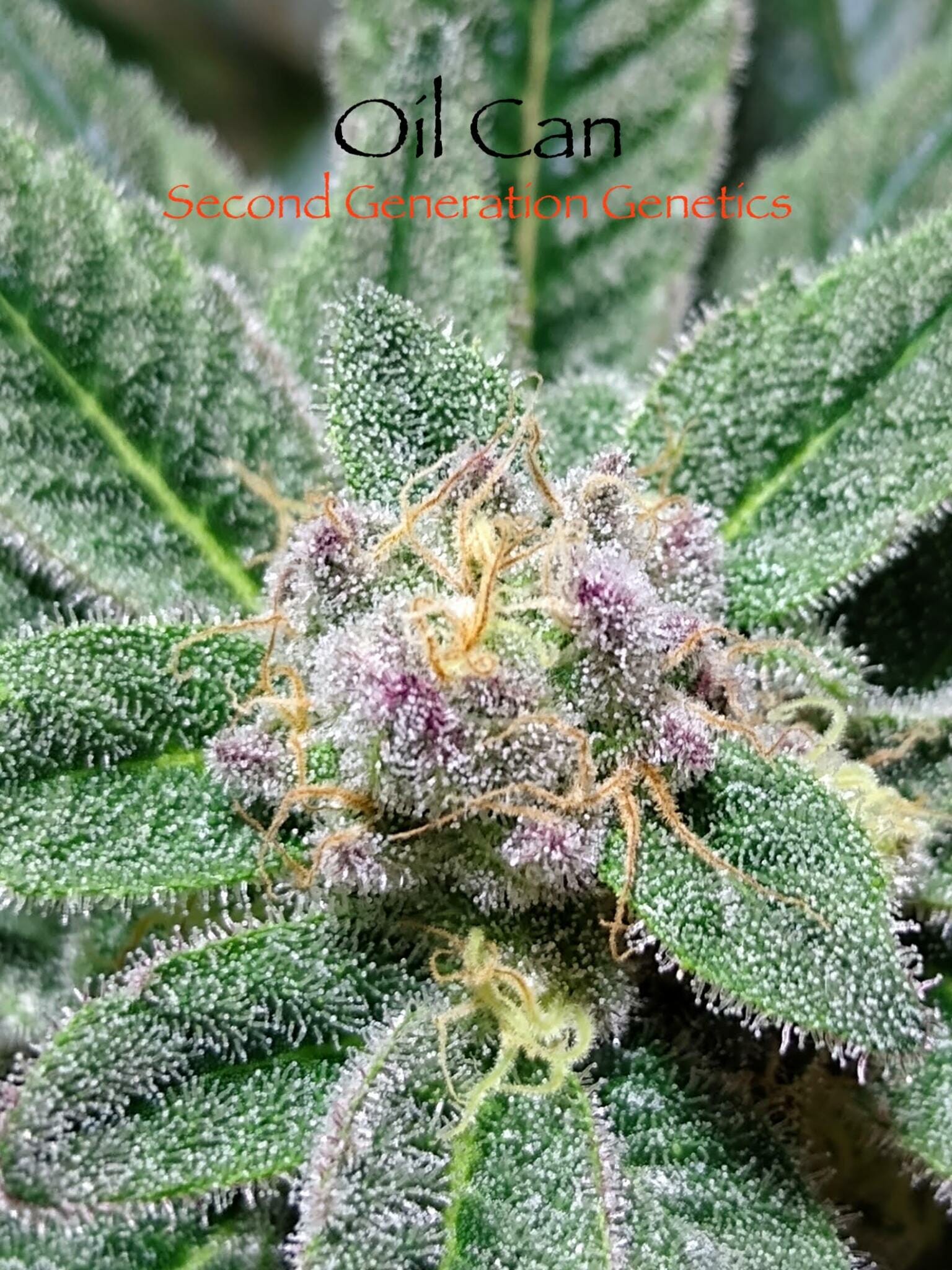 Oil Can F1 Seeds: Buy Goji Raz x F13 #5 Strain - DCSE