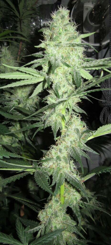 Chaka Kahn F1 Seeds: DCSE's LA Confidential x Chocolate Rain