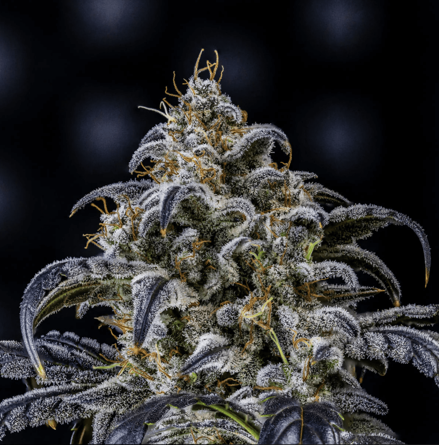 Double Grape F7 Auto 3 Feminized Autoflower Seeds - DCSE