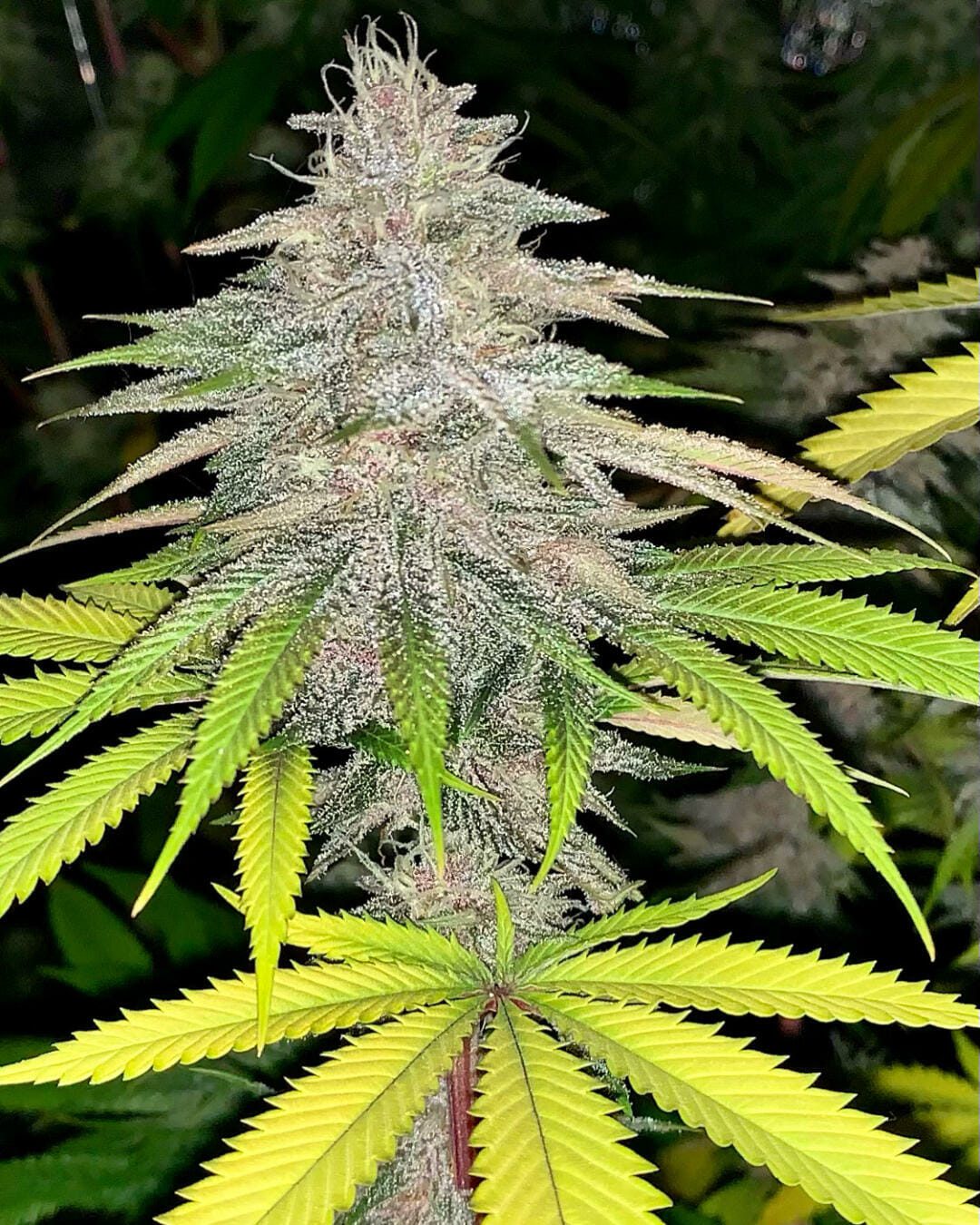 Pulani F1 (Putang x Alani Skunk) 6 Feminized Seeds - DCSE