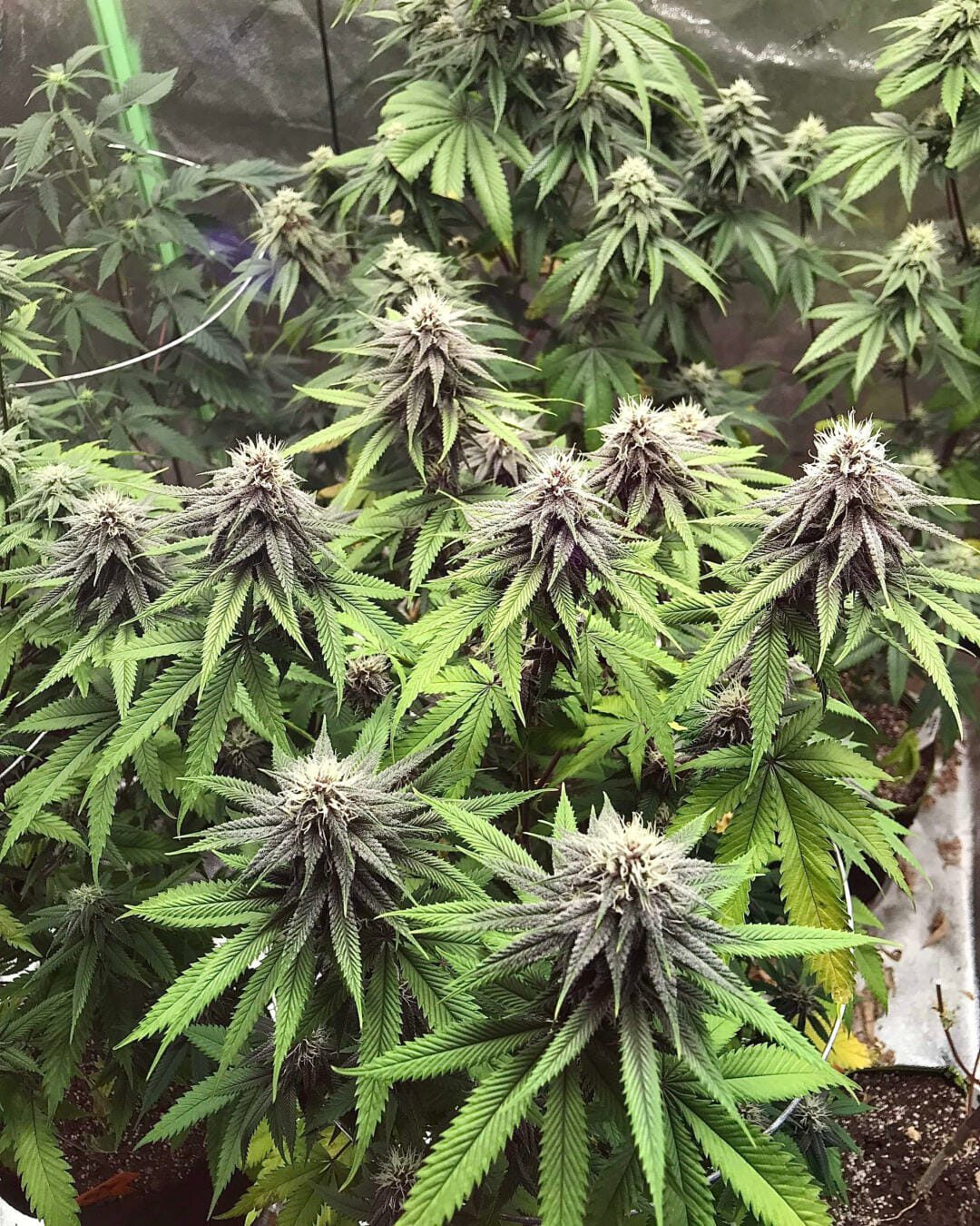 Pulani F1 (Putang x Alani Skunk) 6 Feminized Seeds - DCSE