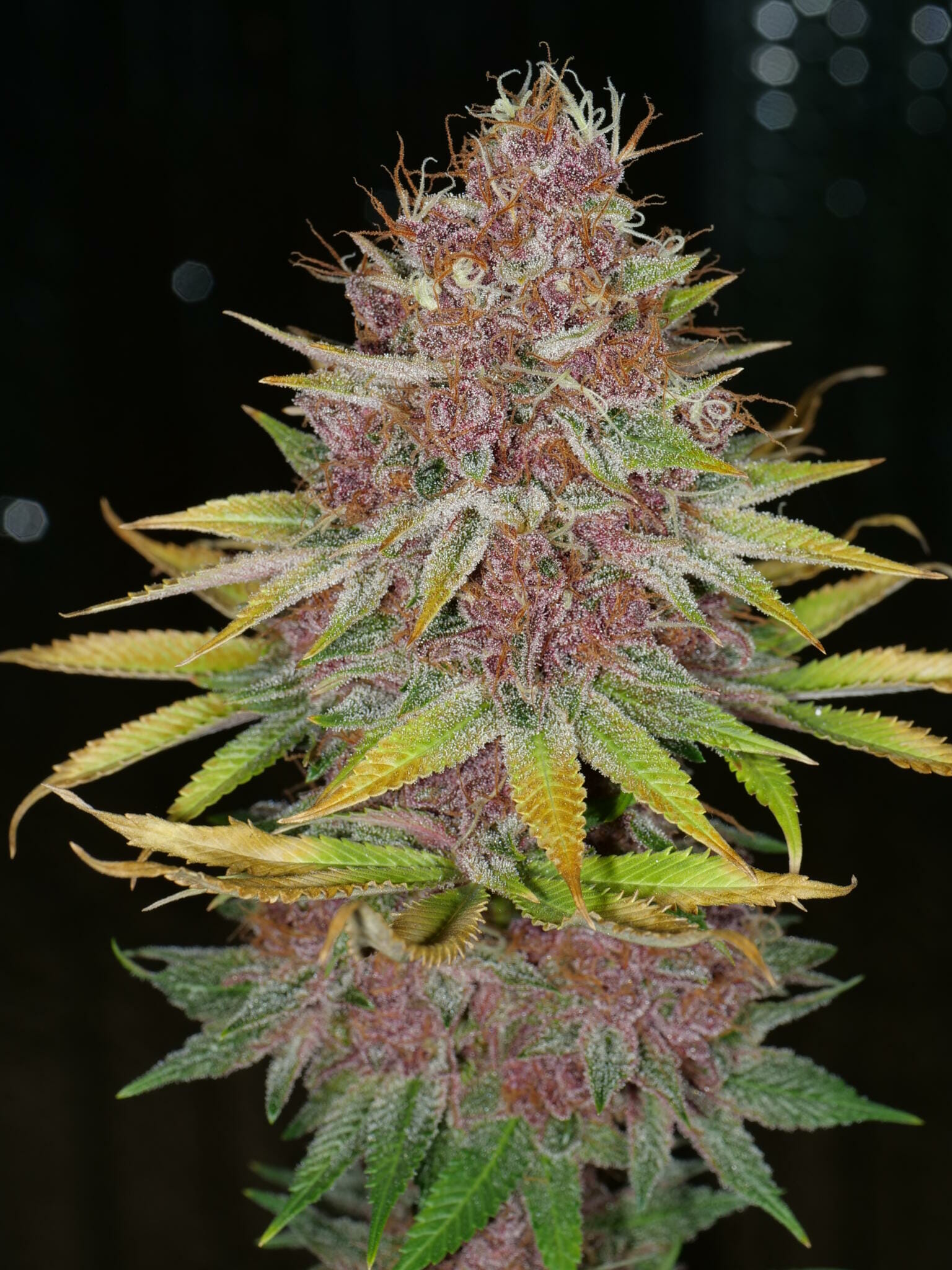 Grape LSD F1 Feminized Seeds - DCSE (Sale!)
