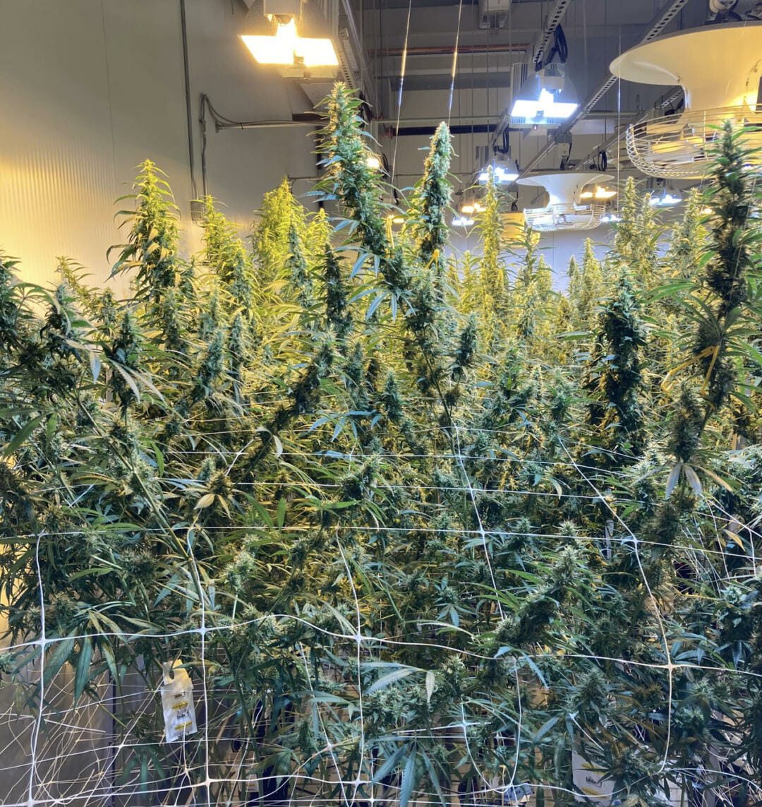 Medi Pak F1 7 Feminized Seeds - DCSE