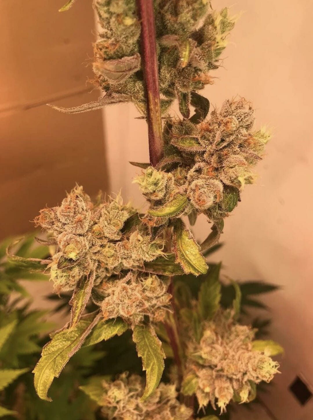 Medi Pak F1 7 Feminized Seeds - DCSE