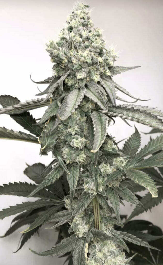 SkittleMittens F1 (Zerts x Pure Michigan F2) 10 Regular Seeds - DCSE