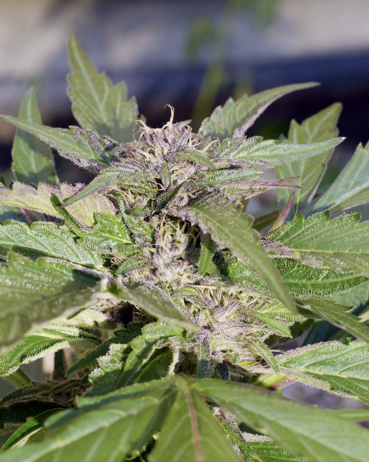 Grape LSD F1 ([LSD x PuTang] x Star Pupil) 7 Feminized Seeds - DCSE