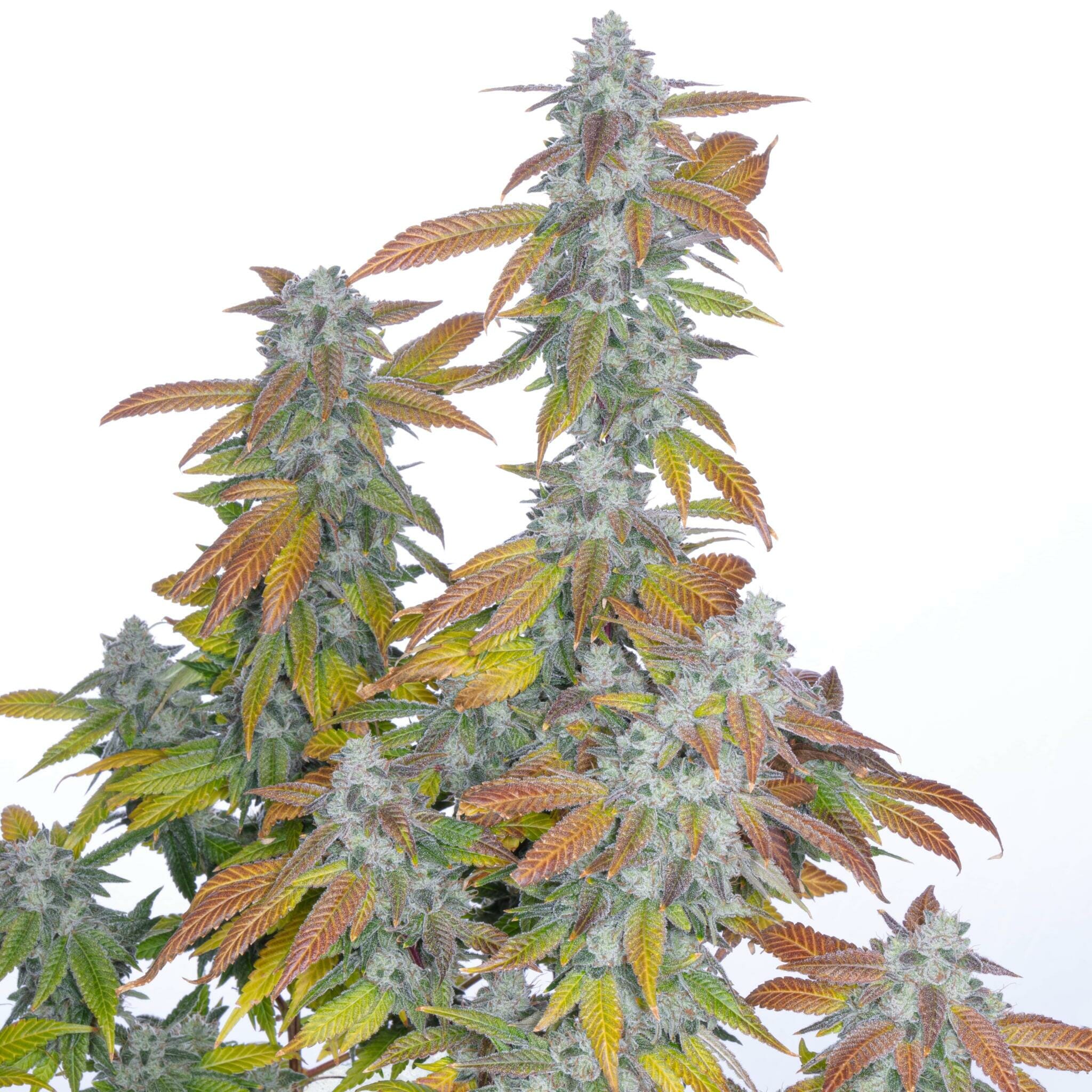 Romulan S1 6 Feminized Seeds - DCSE