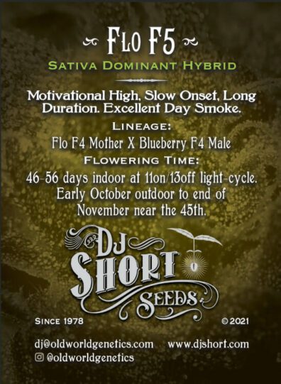 Buy Original Flo Seeds Online | DC Seed Exchange | flo