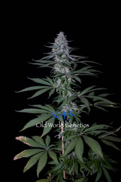 K45 F5 12 Regular Seeds: Buy Now at DC Seed Exchange