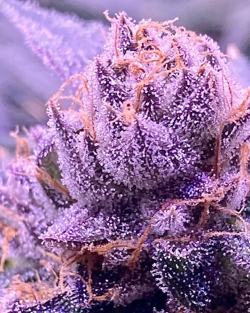 Knee Bender F1 Seeds: Shop at DC Seed Exchange