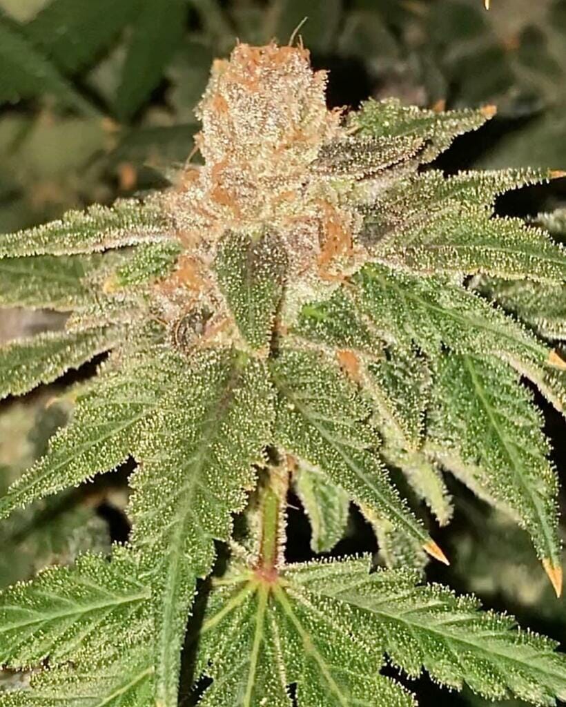 Knee Bender F1 Seeds: Shop at DC Seed Exchange