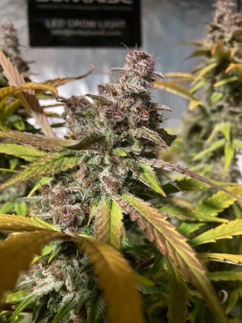 Spring Mix Pack (Sticky Situation-Sour Twist-RumpleMintz) 6 ...