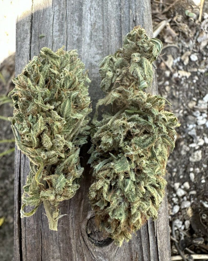 Maui Wowie Thai F1 Seeds: Buy Regular Seeds at DCSE | 2025