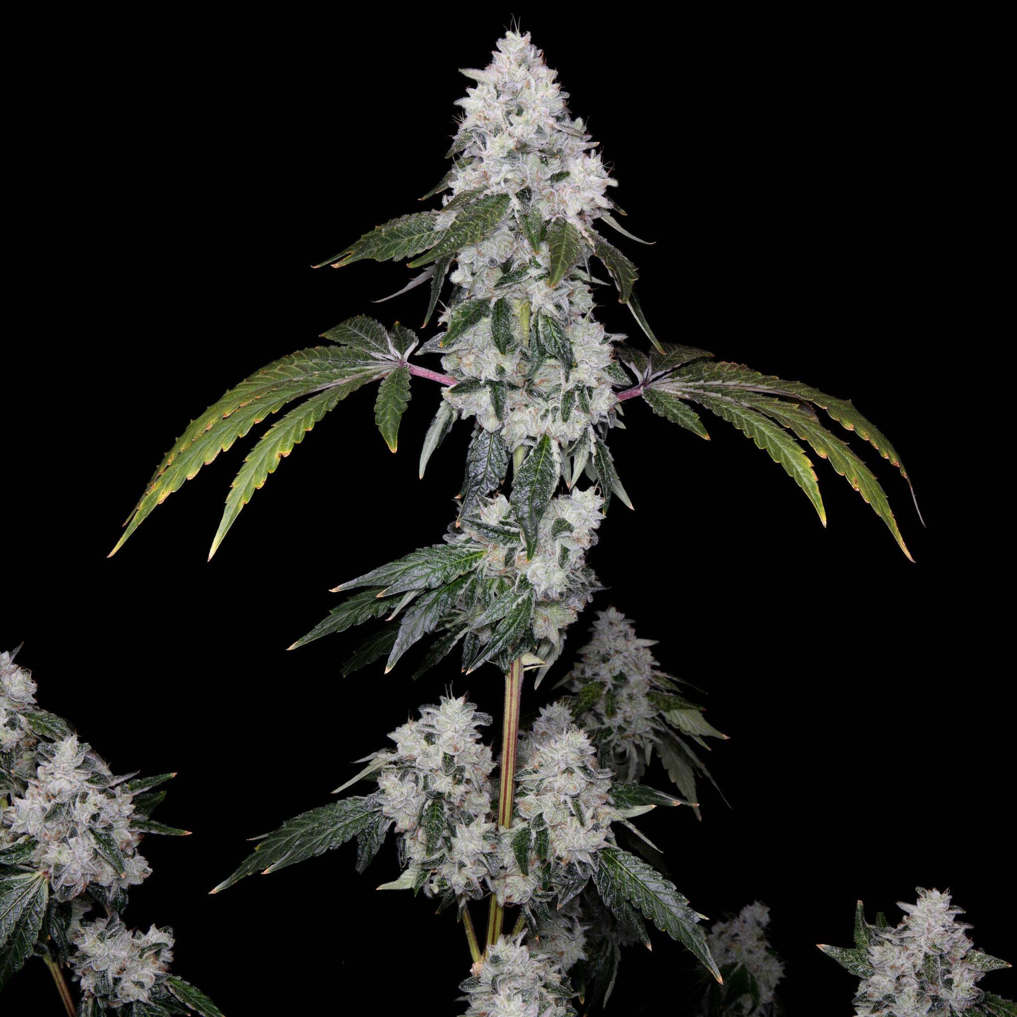 Romscotti F1 Feminized Seeds: Buy Now at DC Seed Exchange