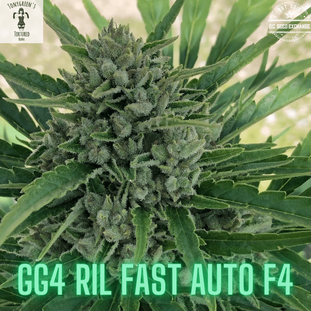 GG4 Auto Seeds: Fast F4 Strain at DCSE | gg4 autoflower
