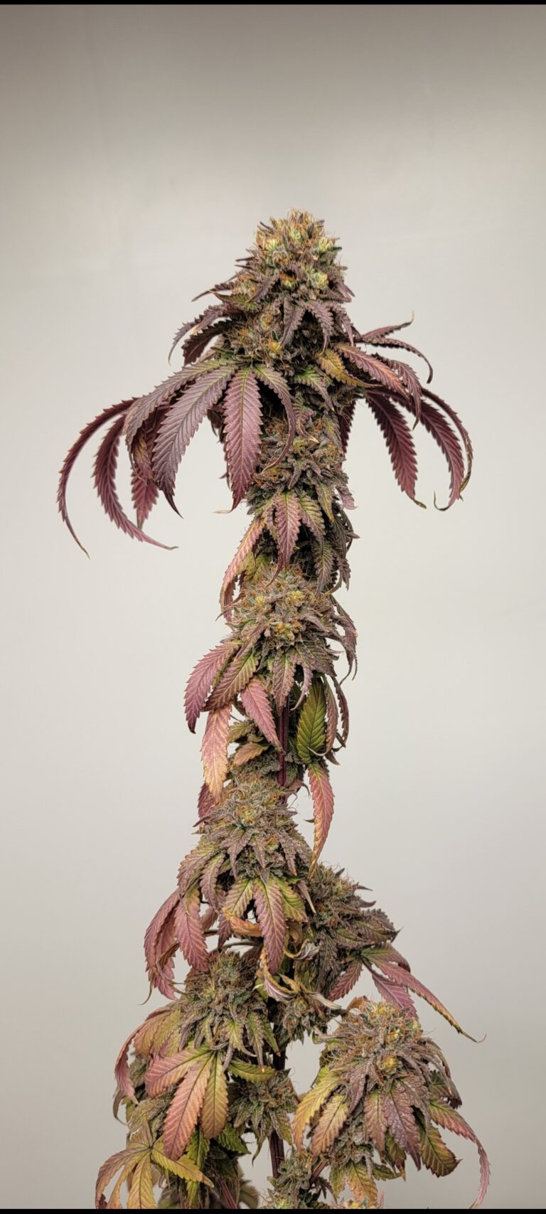 Rainbow Bubba F1 Seeds: Shop Feminized Seeds at DCSE