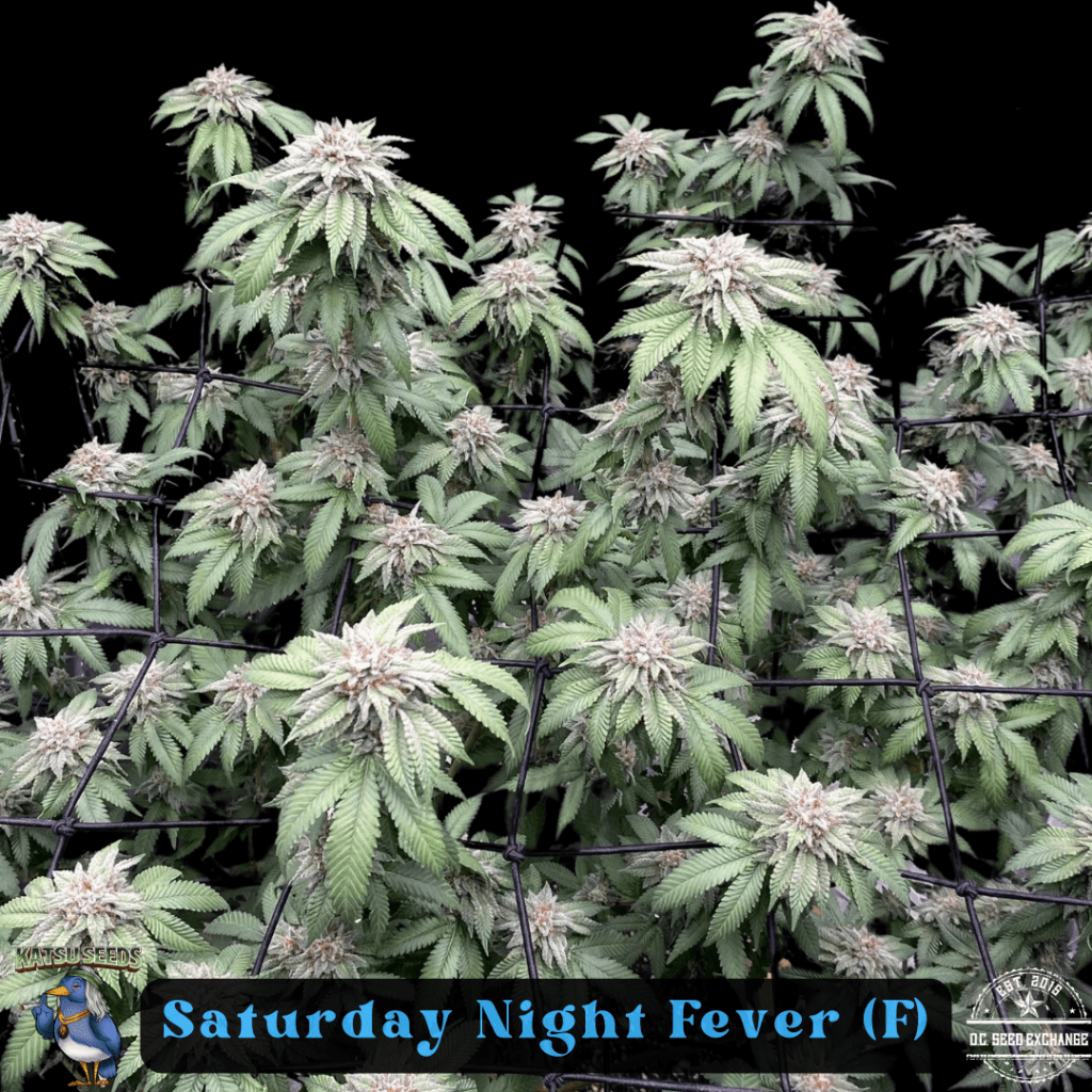 Saturday Night Fever F1 Seeds: Buy Now at DCSE (2025)