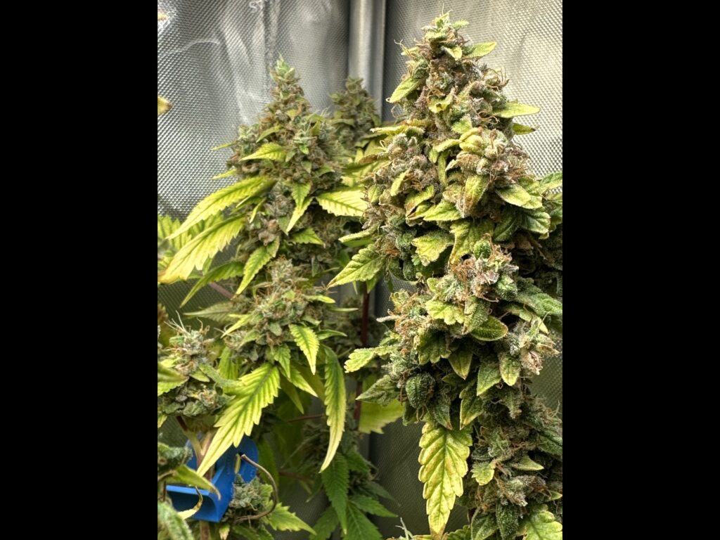 Sour OG Mango F1 Seeds at DCSE