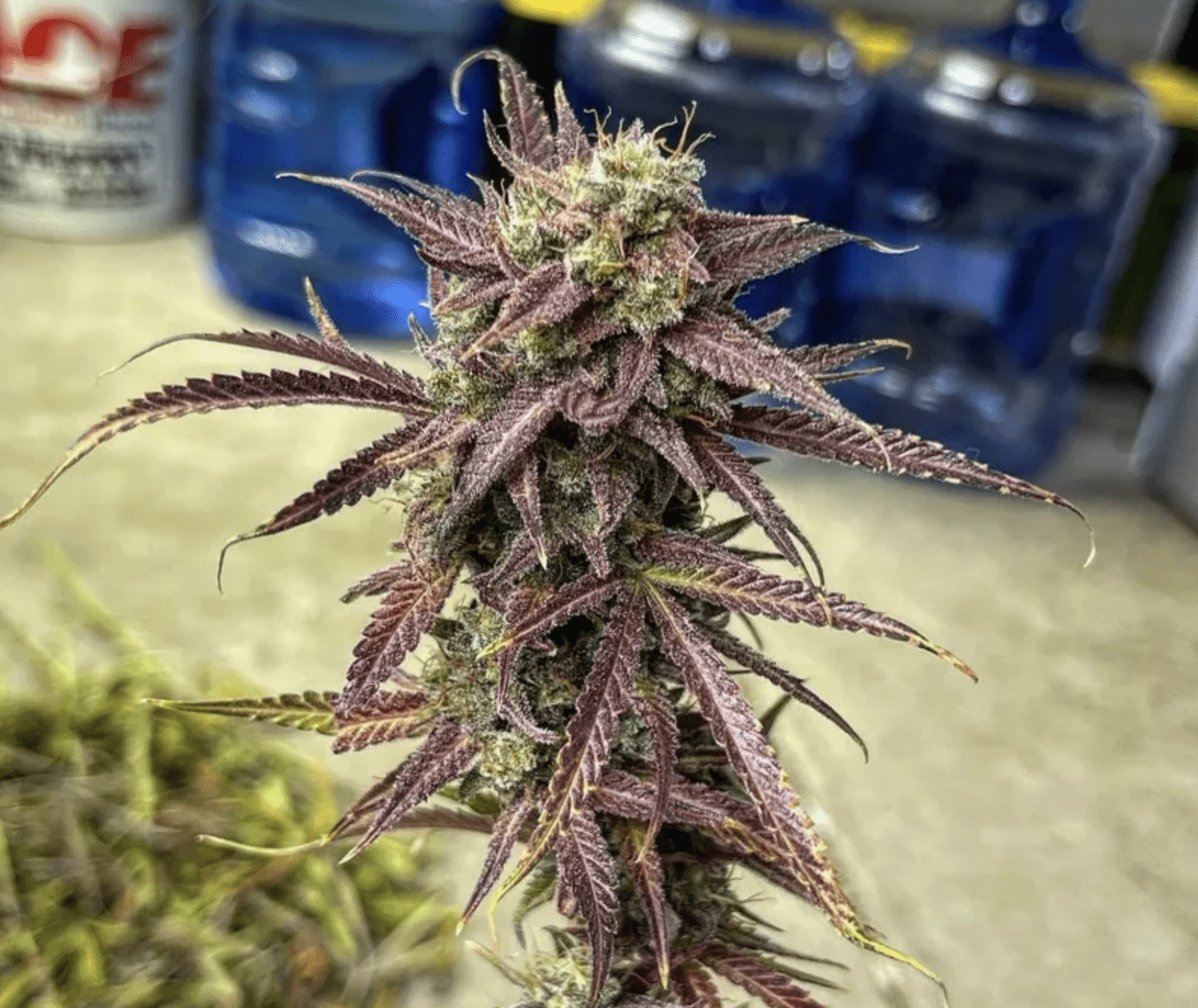 Star Fox & Moth Man F1 Autoflower Seeds at DCSE - Buy Now