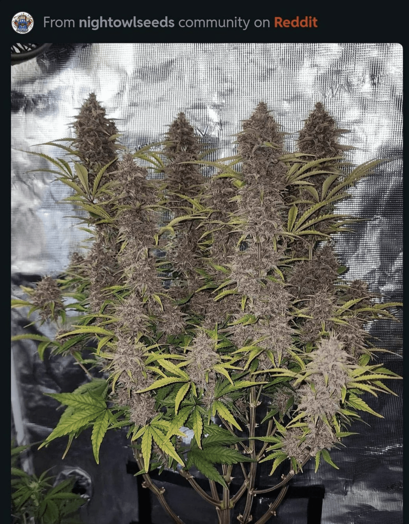 Star Fox & Moth Man F1 Autoflower Seeds at DCSE - Buy Now