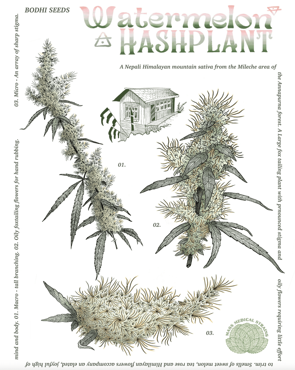 Watermelon Hashplant 13 Seeds | DC Seed Exchange