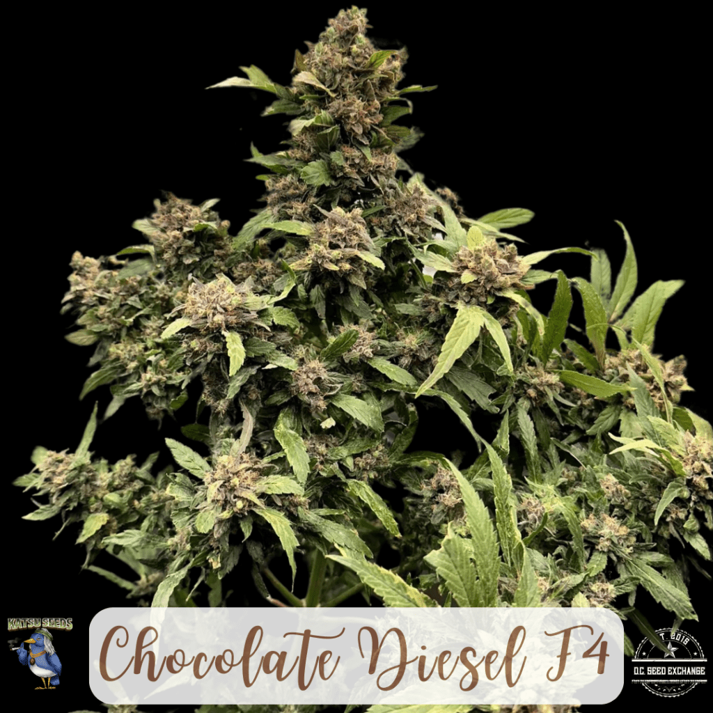 Chocolate Trip F4 10 Regular Seeds – DCSE
