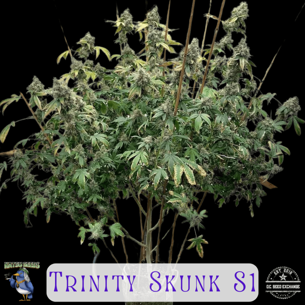 Trinity Skunk S1 6 Feminized Seeds - DCSE