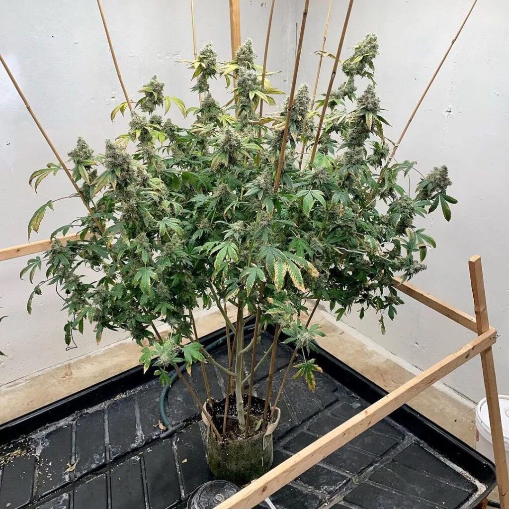 Trinity Skunk S1 6 Feminized Seeds - DCSE