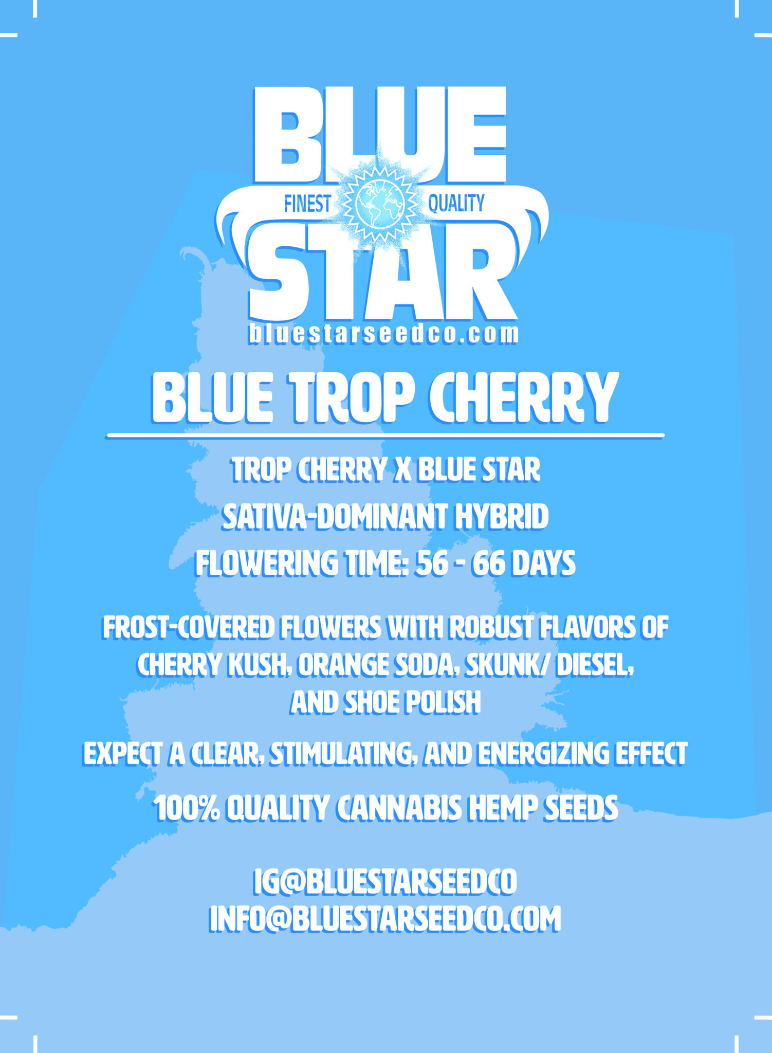 Blue Trop Cherry F1 (Trop Cherry x Blue Star) 4 Feminized Seeds - DCSE