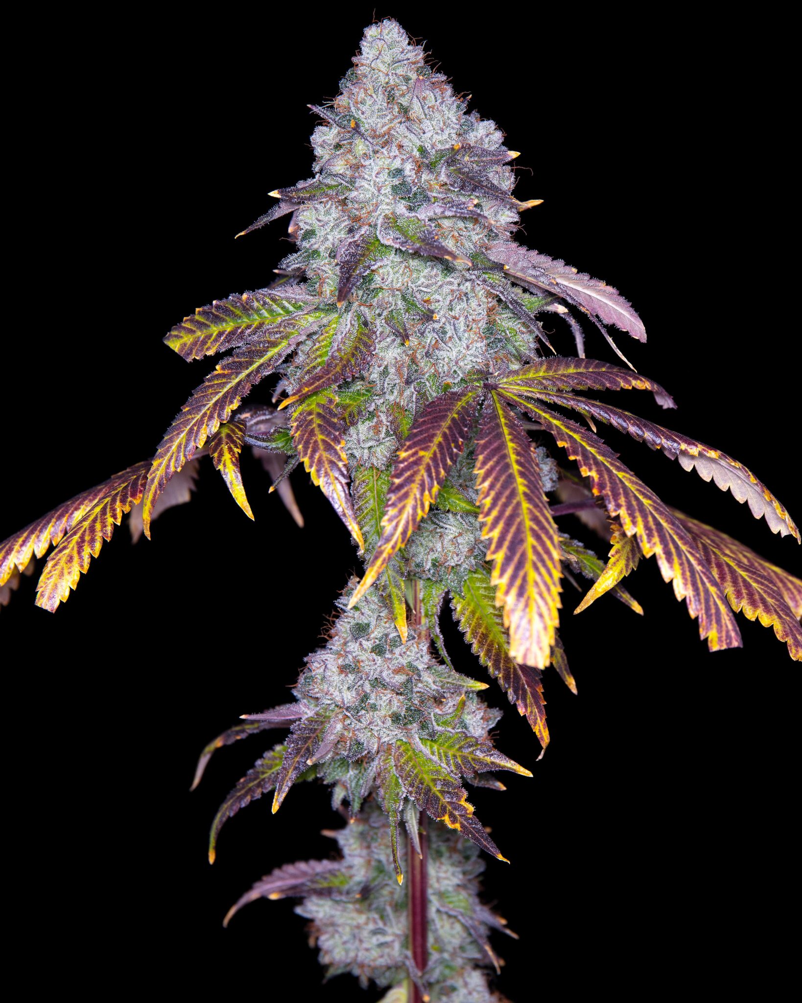 Pure Krush F1 6 Feminized Seeds: High Potency Strain - DCSE
