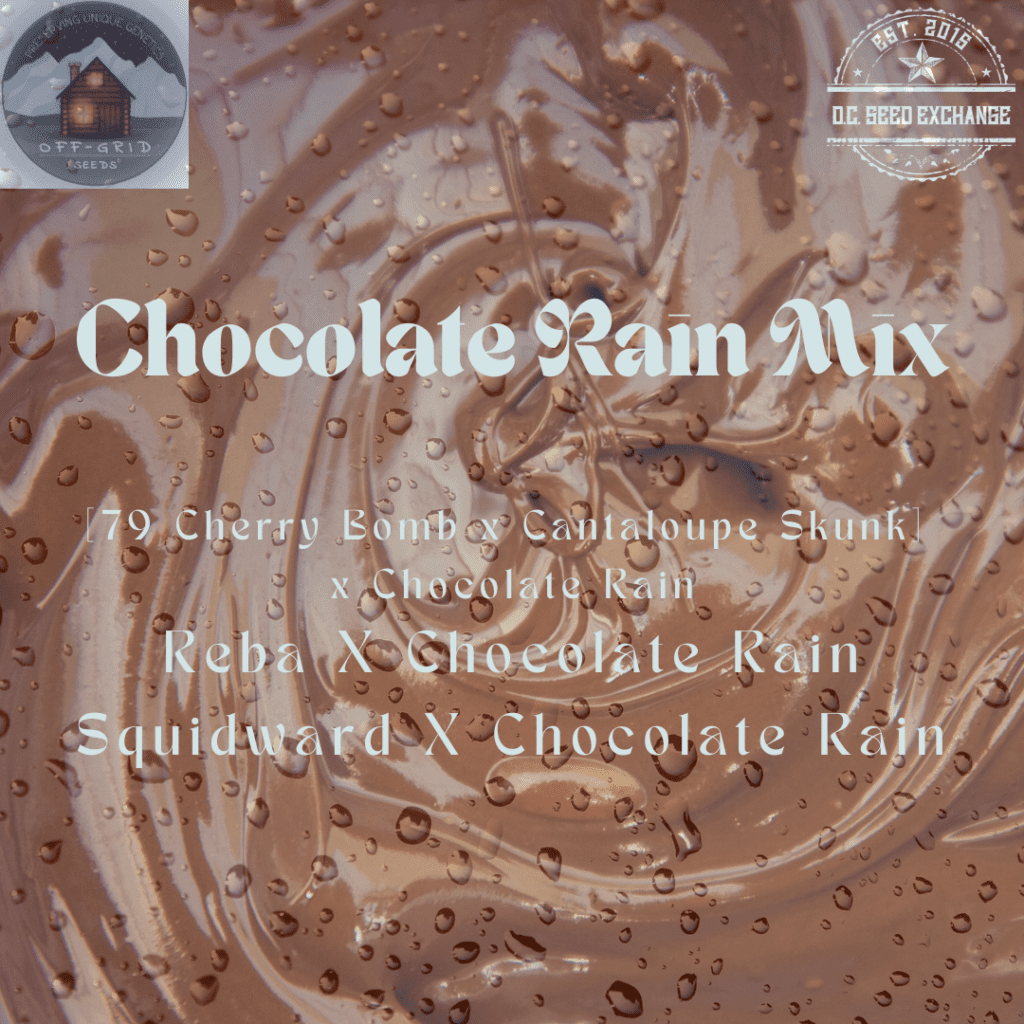 Chocolate Rain Mix Seeds (15): DCSE - Shop Now or Waitlist