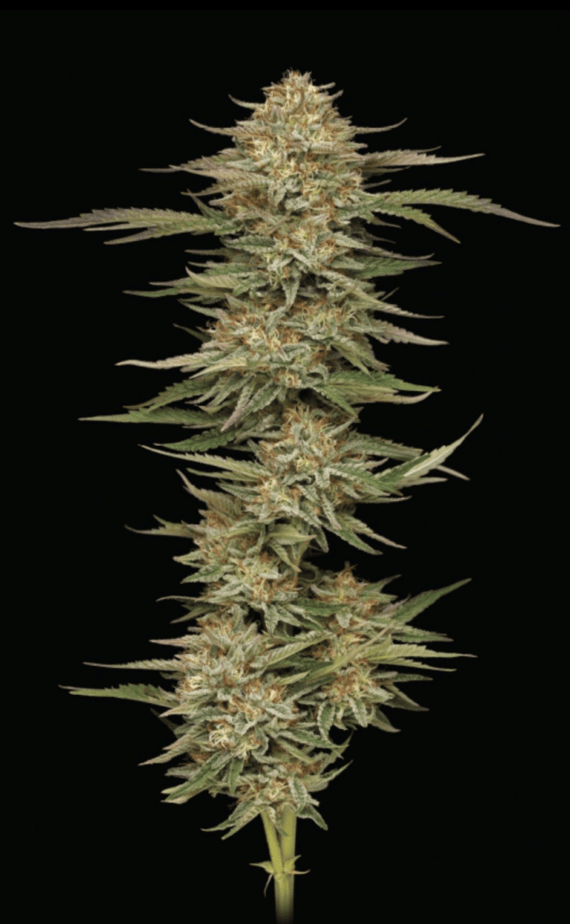 Orange Creampop F1 Seeds: Feminized & Out of Stock - DCSE