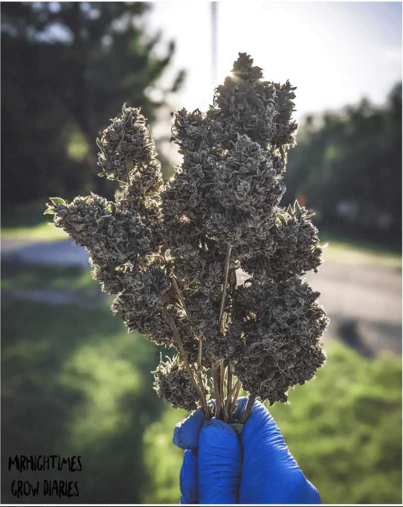 Bear Assed Monkey F1 Auto 3 Feminized Autoflower Seeds - DCSE