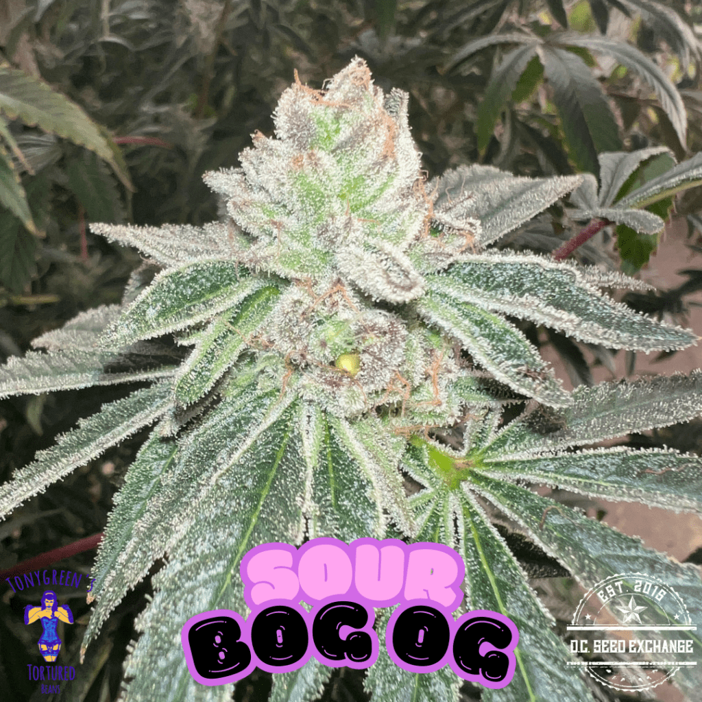 DCSE: Sour Bog OG F1 Seeds - Strain Info & Price | bog seeds