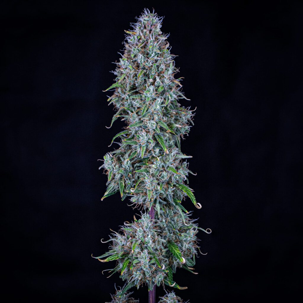 Mephisto Genetics Autoflower Seeds: Shop Premium Strains