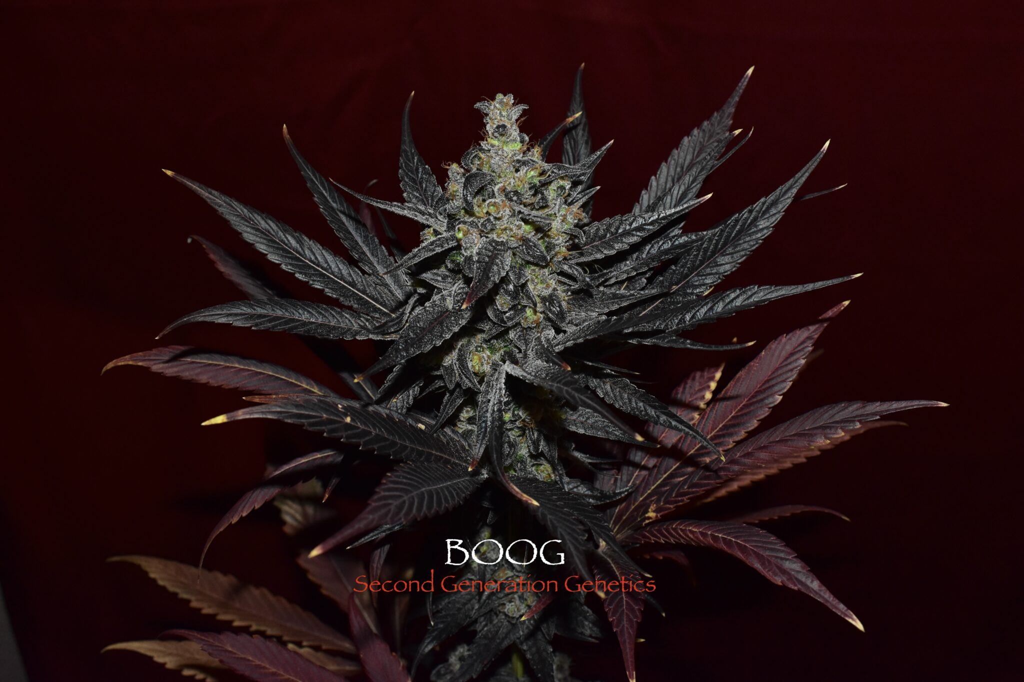 BOOG F1 (Dosidos x Cocoa Kush) Seeds at DC Seed Exchange