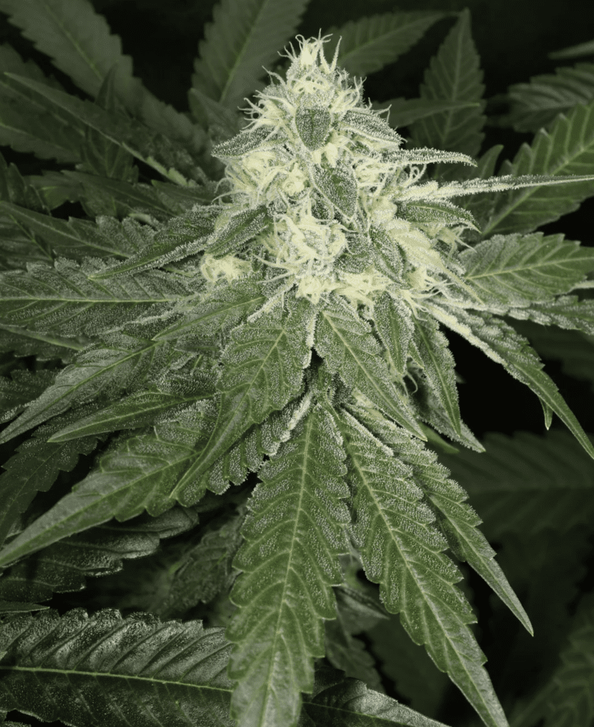 Hindu Pupil F1 7 Feminized Seeds - DCSE