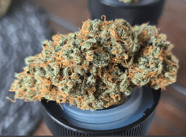 Dancing Lime F1 10 Regular Seeds - DCSE