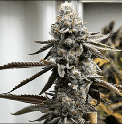 Pineapple Punk F1 Seeds at DC Seed Exchange - Shop Now!