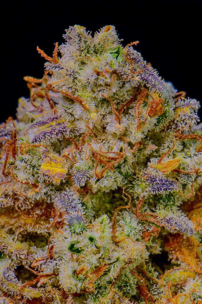 Gelato Auto 3 Feminized Autoflower Seeds - DCSE