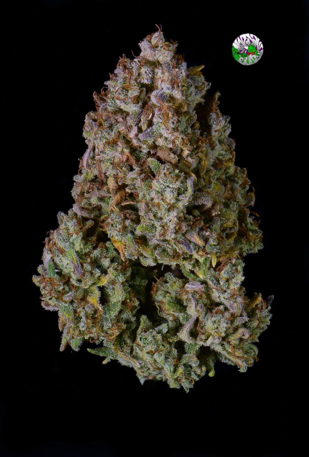 Gelato Auto 3 Feminized Autoflower Seeds - DCSE