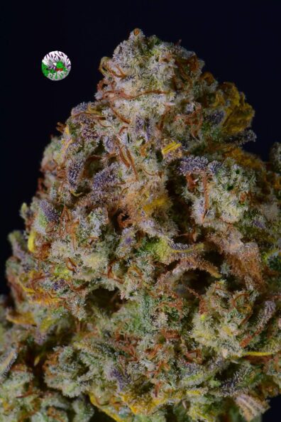 Gelato Auto 3 Feminized Autoflower Seeds | DCSE ($39)